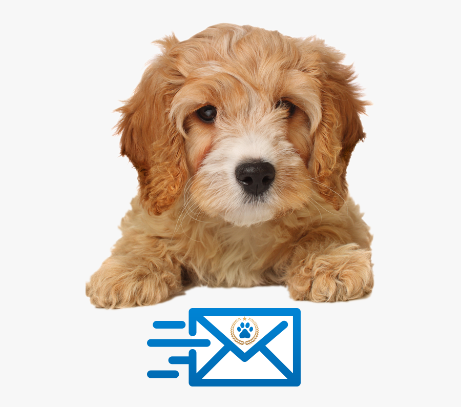 Cavapoo Puppies Cavapoo , Free Transparent Clipart - ClipartKey