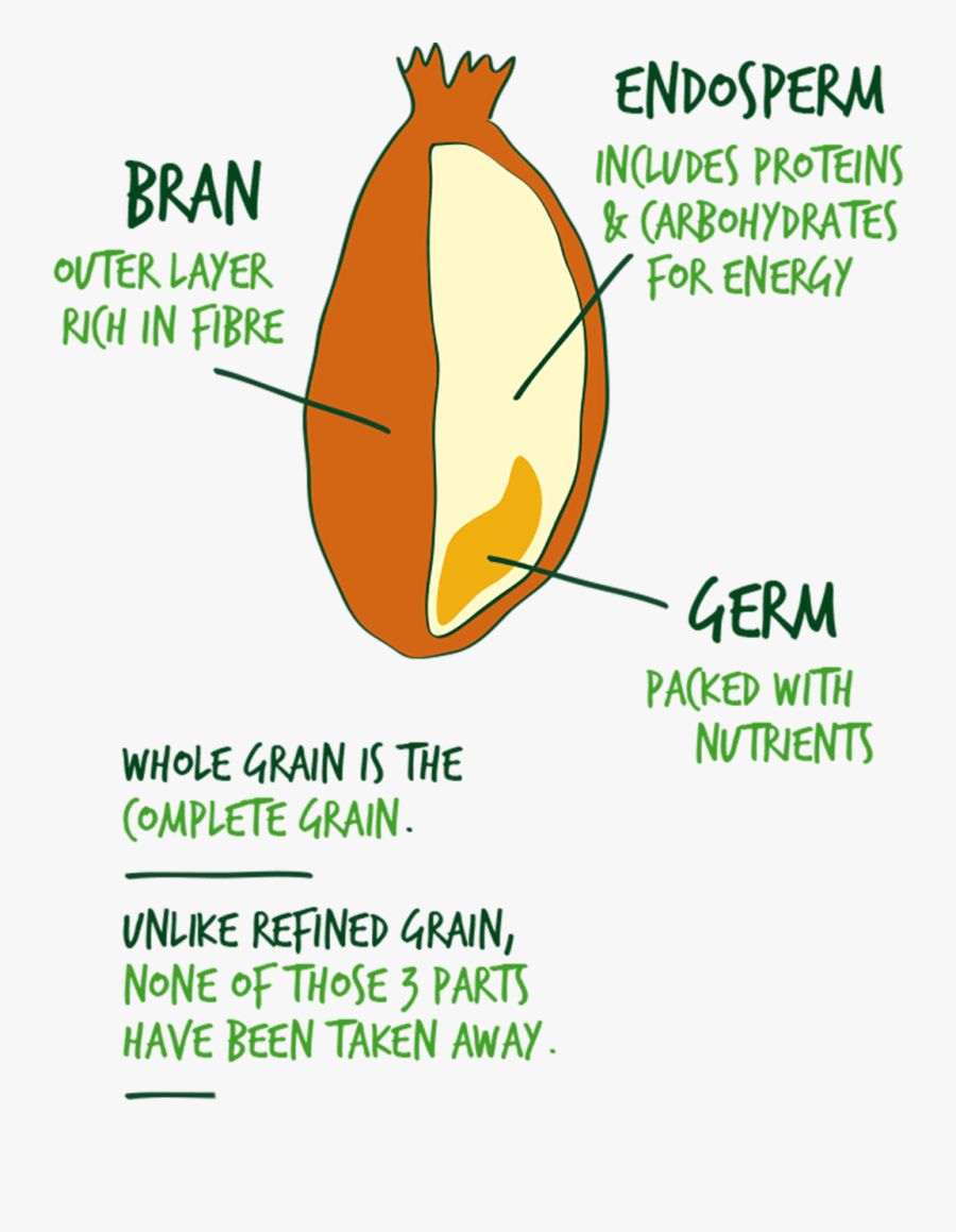 Wheat Clipart Paddy - Parts Of Cereal Grain , Free Transparent Clipart ...