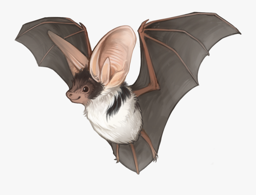 Kitti's Hog Nosed Bat Drawing , Free Transparent Clipart - ClipartKey