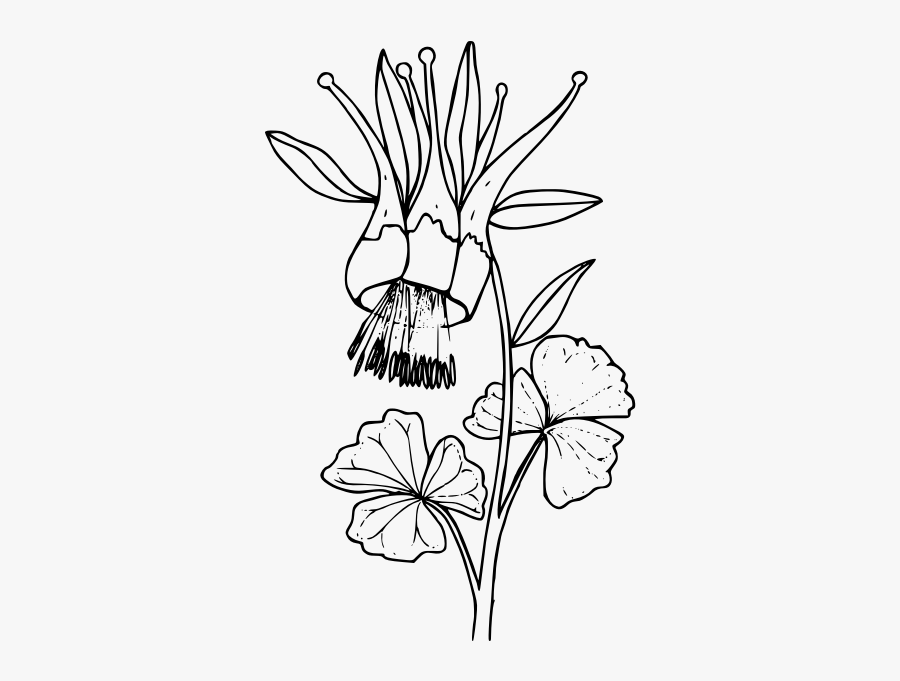 Western Columbine - Drawing , Free Transparent Clipart - ClipartKey