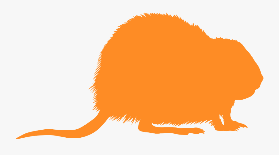 Muskrat Vector , Free Transparent Clipart - ClipartKey