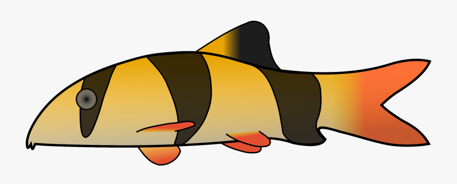 Carnivoran,fish,artwork - Clown Loach Clipart , Free Transparent ...