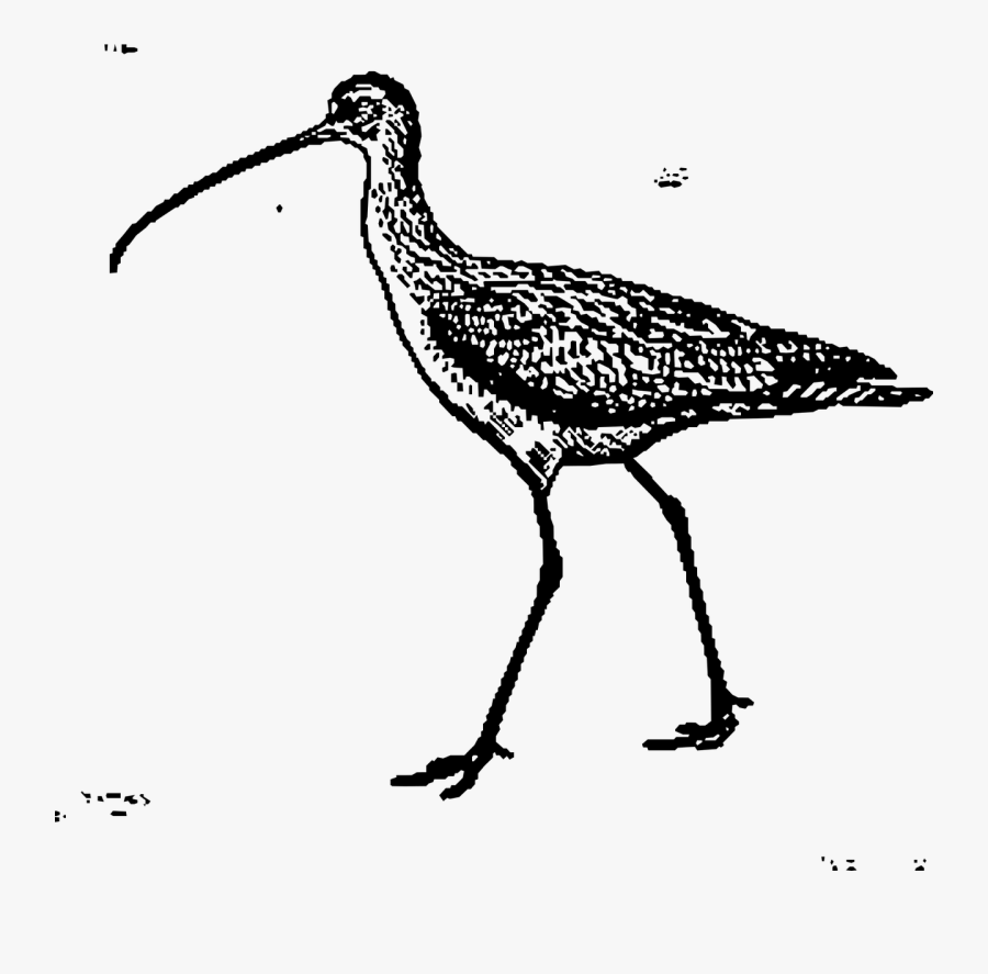 Isis Bird , Free Transparent Clipart - ClipartKey