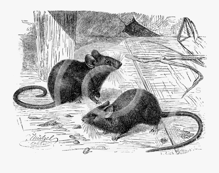 Transparent Field Mouse Clipart - Vintage Photo Mice , Free Transparent ...