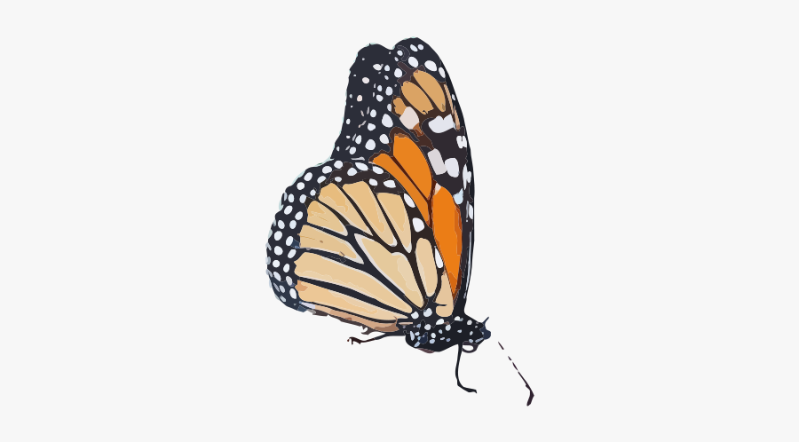 Butterfly Drawing Transparent Background , Free Transparent Clipart ...