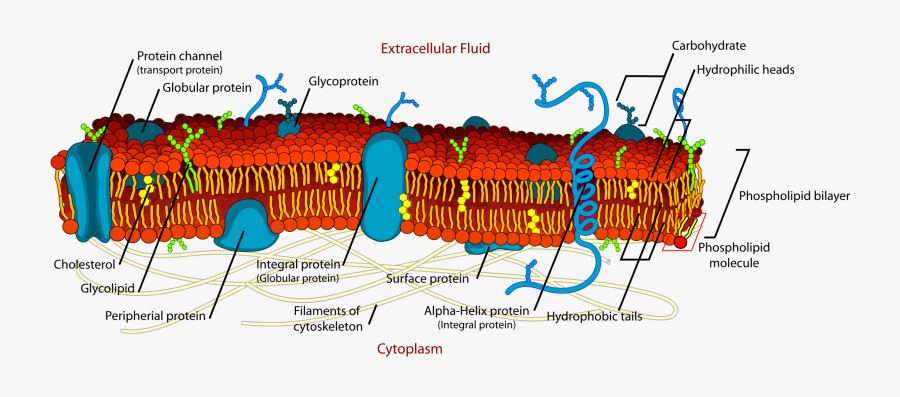 Cell Membrane Structure , Free Transparent Clipart - ClipartKey