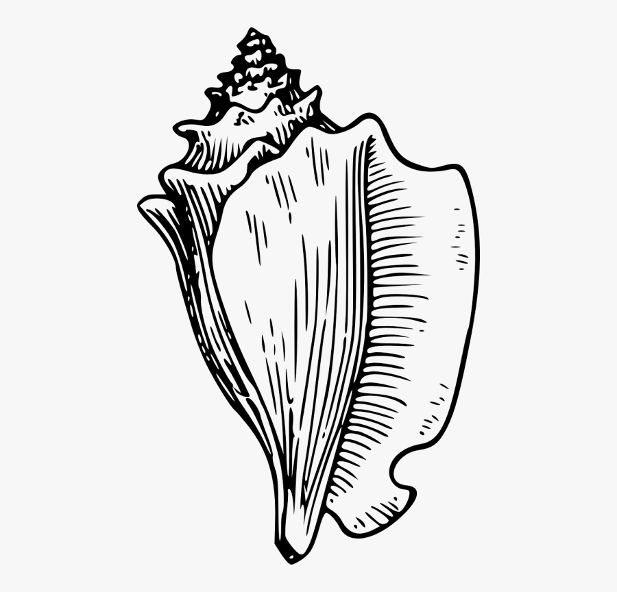 Conch Shell Sound - Conch Clipart , Free Transparent Clipart - ClipartKey