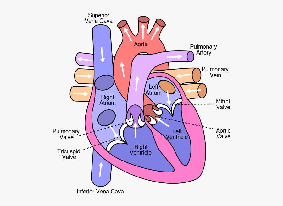 Heart Diagram Blood Flow Quiz - Diagram Of The Heart , Free Transparent ...