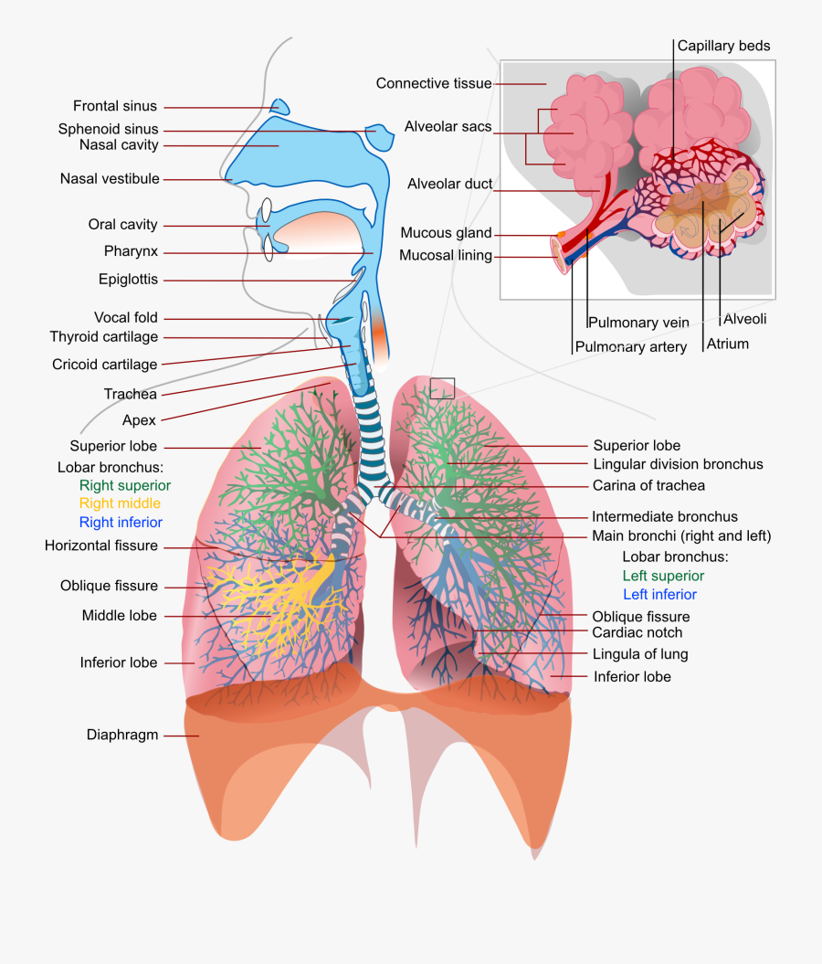 Respiratory System , Free Transparent Clipart - ClipartKey