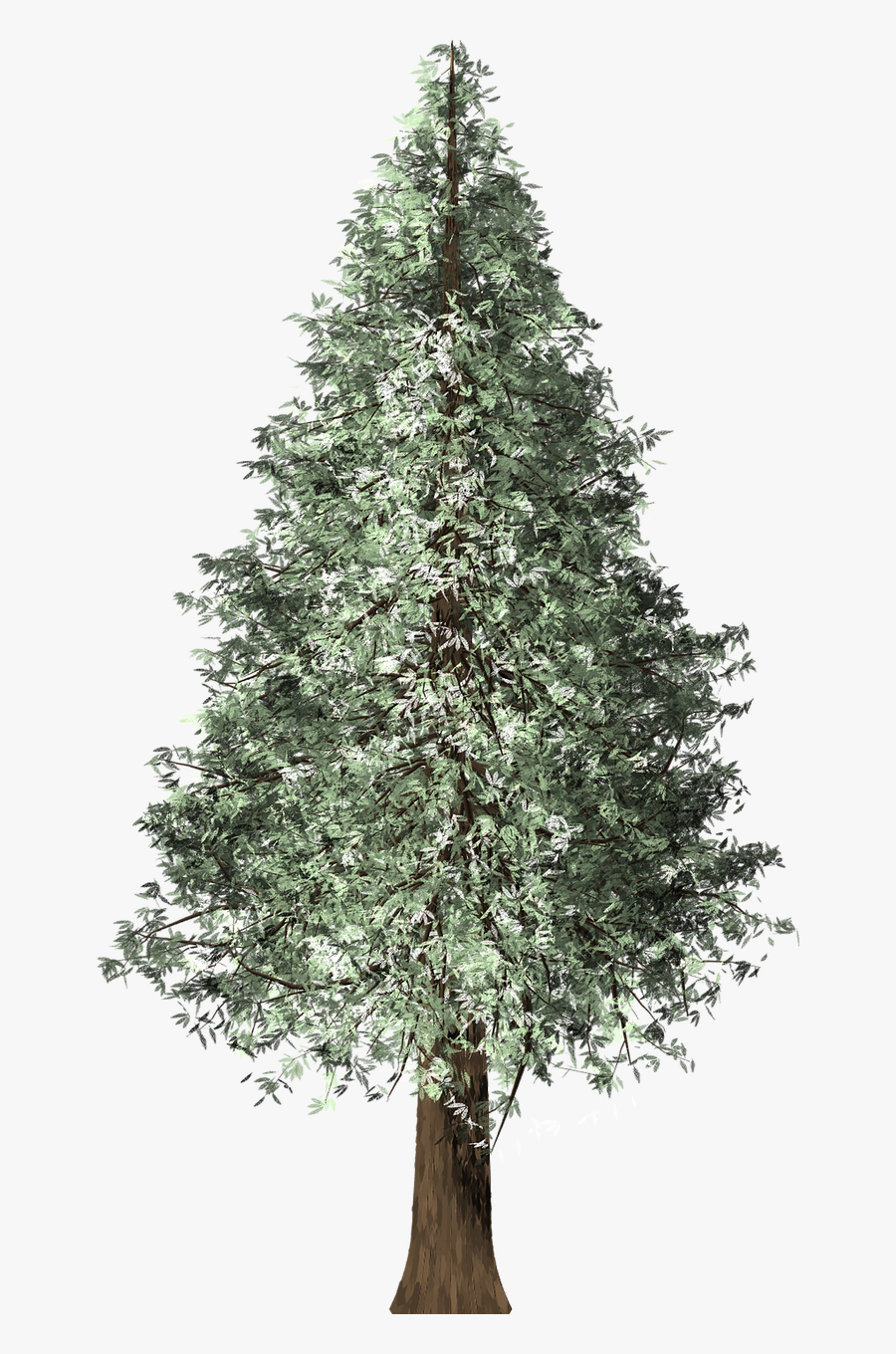 Free Image On Pixabay - Redwood Tree Transparent Background , Free ...