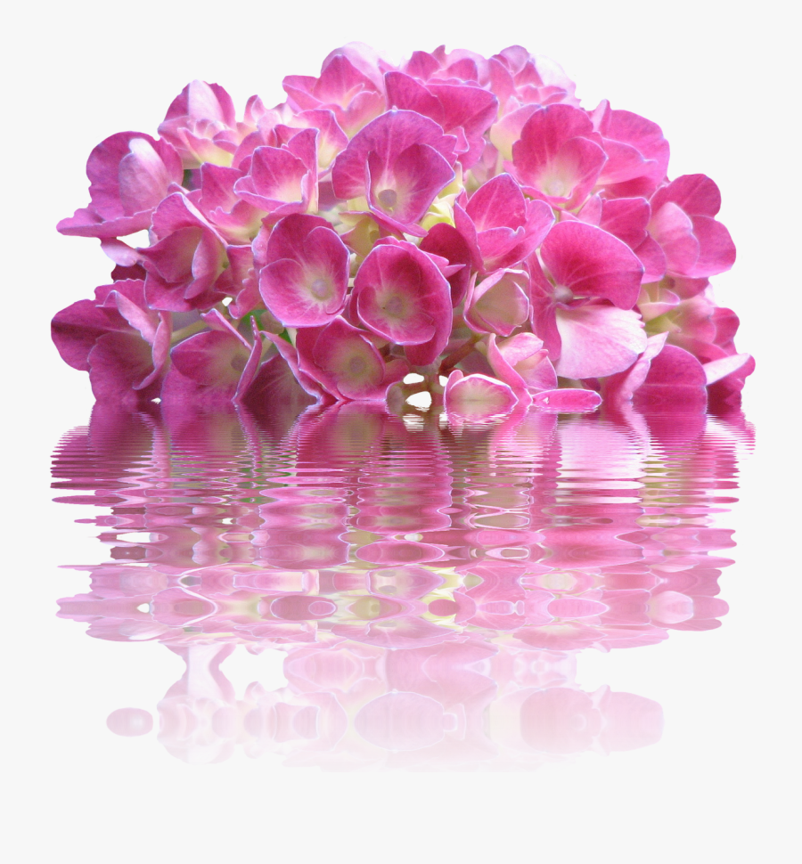 Transparent Pink Hydrangea , Free Transparent Clipart - ClipartKey