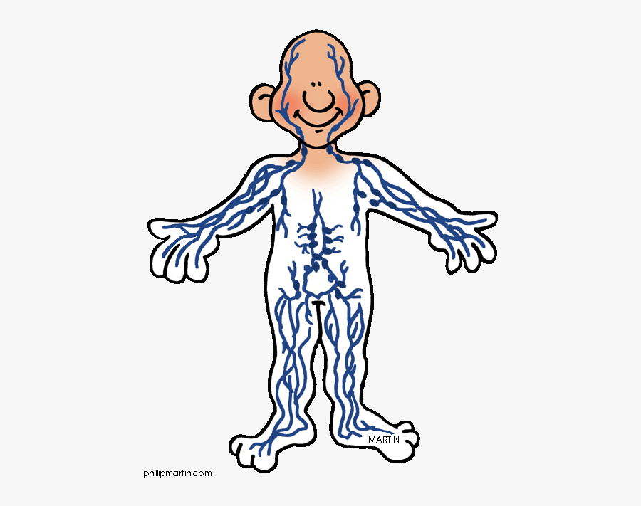 Clipart Kid Human Body - Lymphatic System For Kids , Free Transparent ...