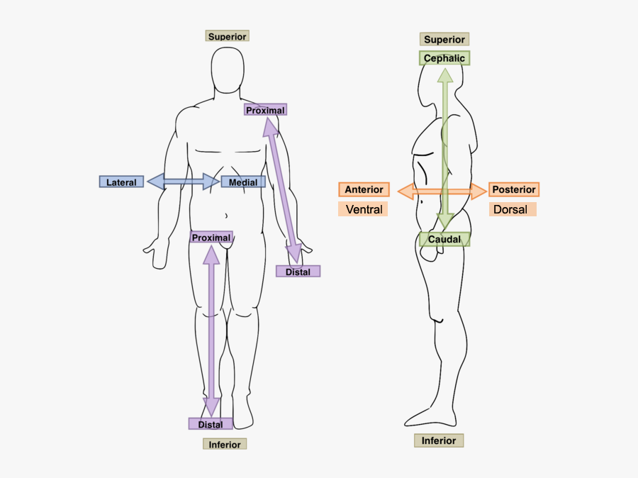 Orientation And Directions Anatomy - Anatomical Directions , Free ...