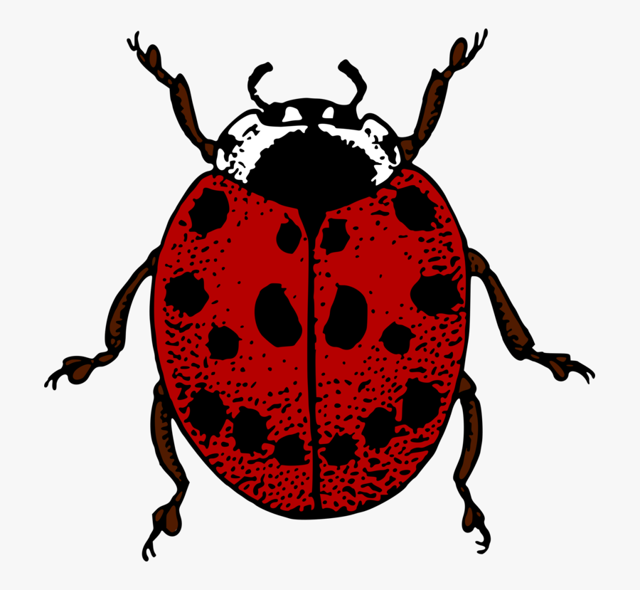 Ladybug,scarabs,darkling Beetles - Ladybird Pictures To Colour , Free ...