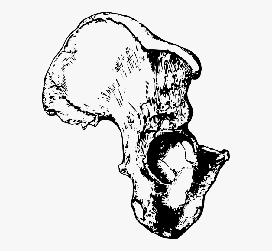 Transparent Bone Clip Art - Hip Bone Transparent , Free Transparent ...