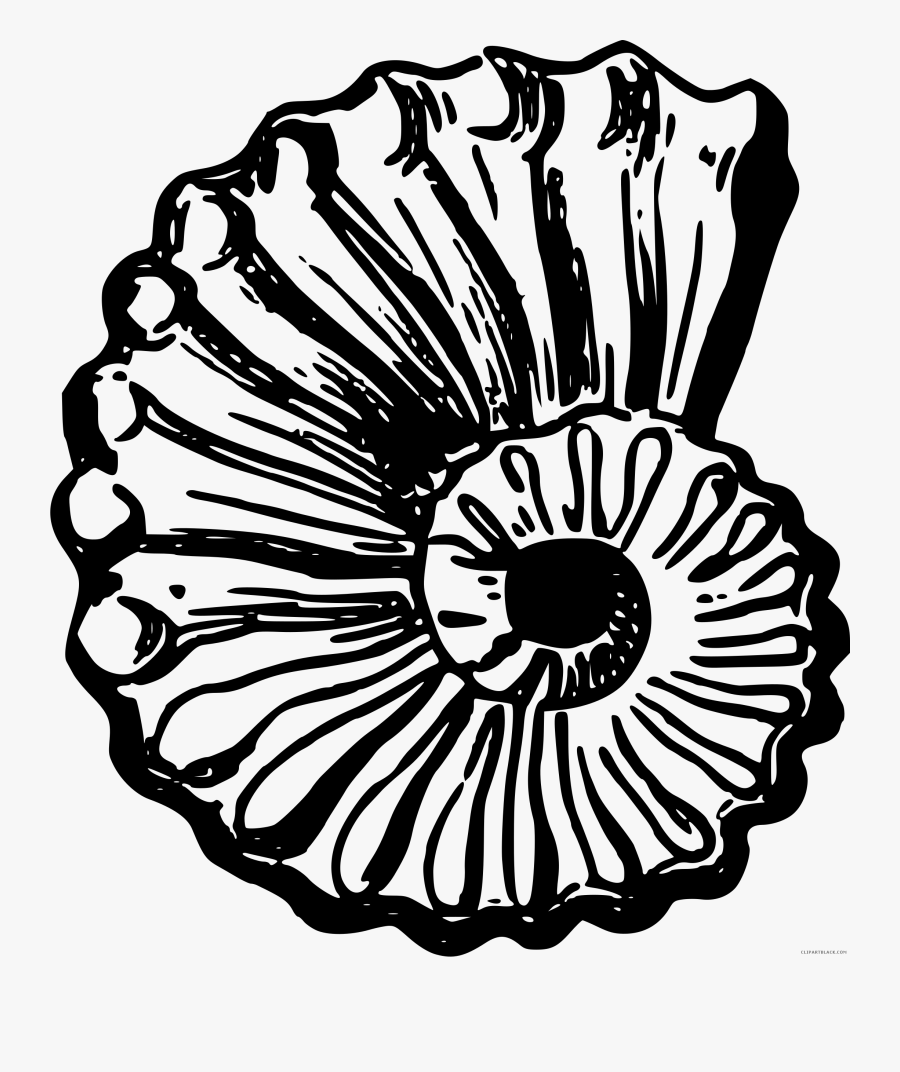 Beach Sea Seashell Seaside Transparent Png Images - Beach Graphic Png ...