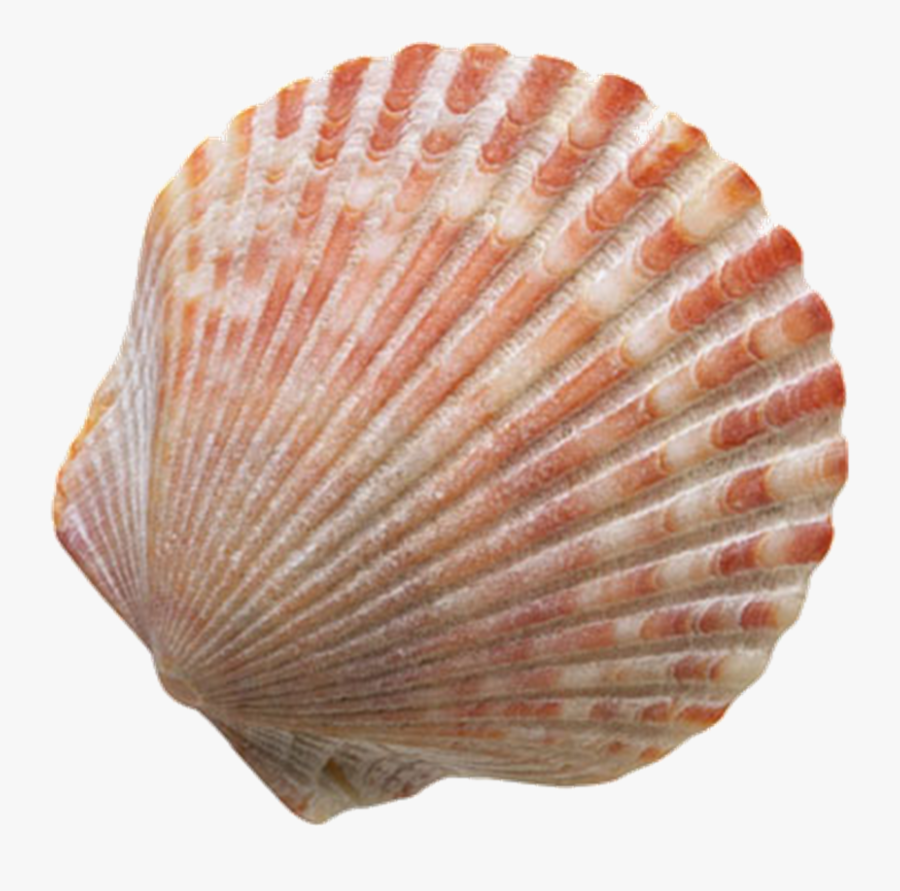 Clip Art Sand Clip Art Shells - Animated Picture Of Shell , Free ...