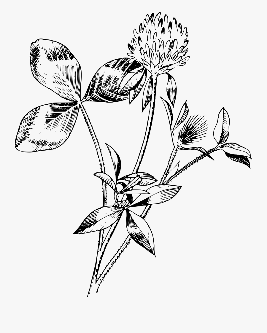 Red Clover Clip Arts - Drawings Of Red Clover , Free Transparent ...