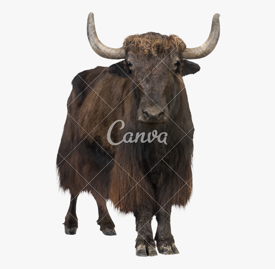 Clip Art Image Yak - Yak In White Background , Free Transparent Clipart ...