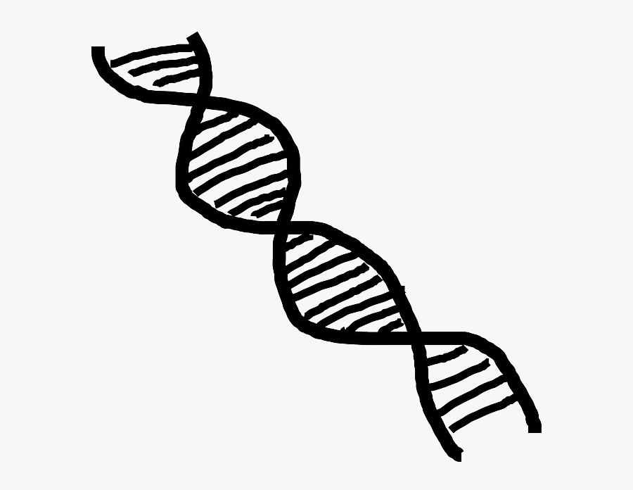 Double Helix Transparent Background , Free Transparent Clipart - ClipartKey