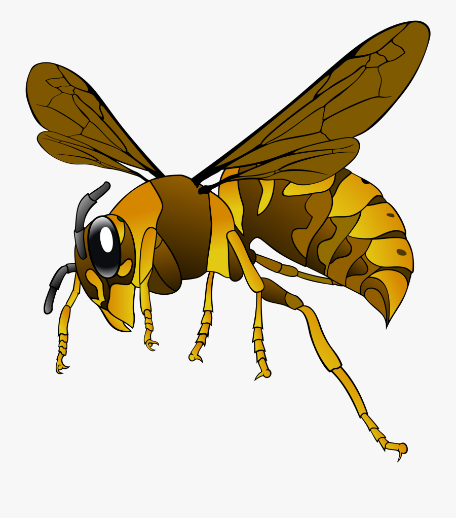 Wasp Clipart , Free Transparent Clipart - ClipartKey
