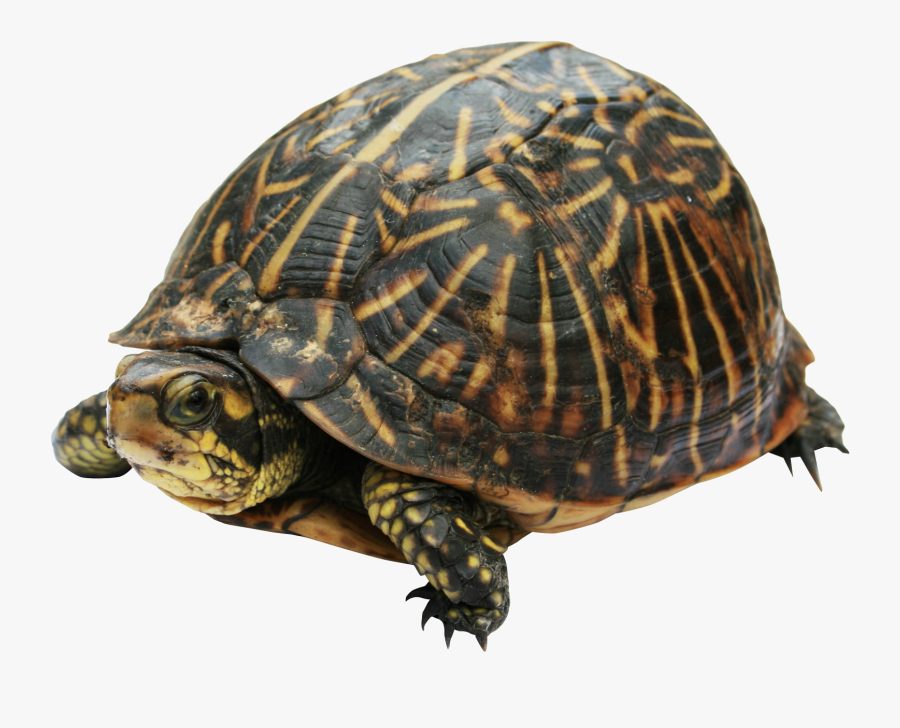 Png Images Free Download - Eastern Box Turtle Clipart , Free ...