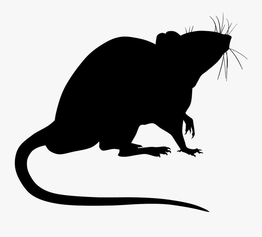 Collection 91+ Pictures Pictures Of Black Rats Updated