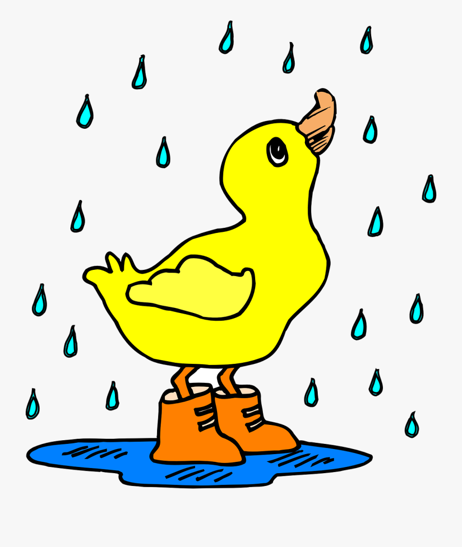 Rain, Duck, Puddle, Boots, Water, Bird, Cute, Animal - Duck In The Rain ...