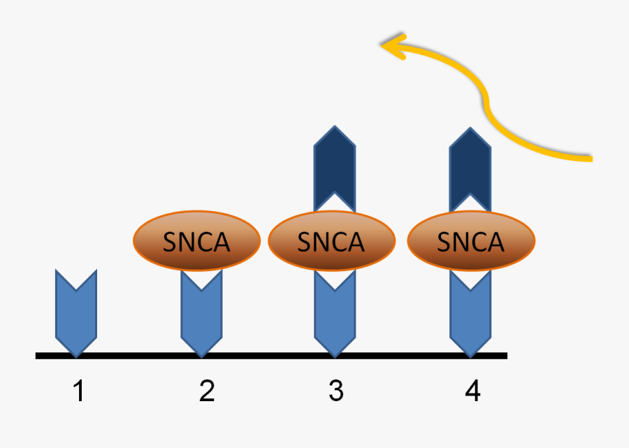 Equilibrate Plate To Ambient Temperature - Elisa Sandwich Beta Amyloide ...