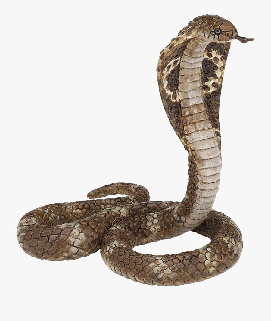 King Cobra Png , Free Transparent Clipart - ClipartKey