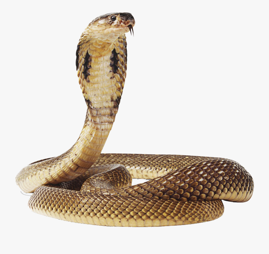 Snake Transparent Background , Free Transparent Clipart - ClipartKey