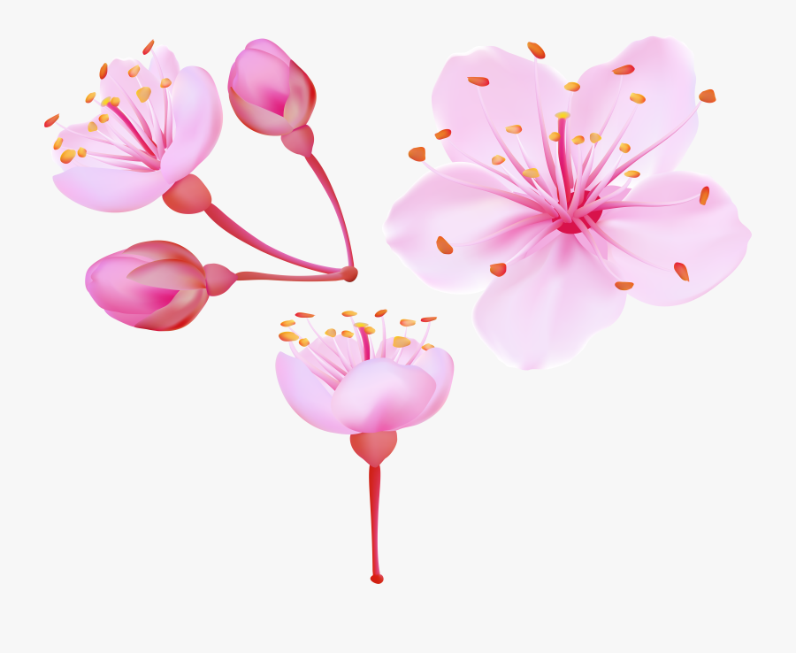 Spring Cherry Blossoms Png Clip Art Image , Free Transparent Clipart ...