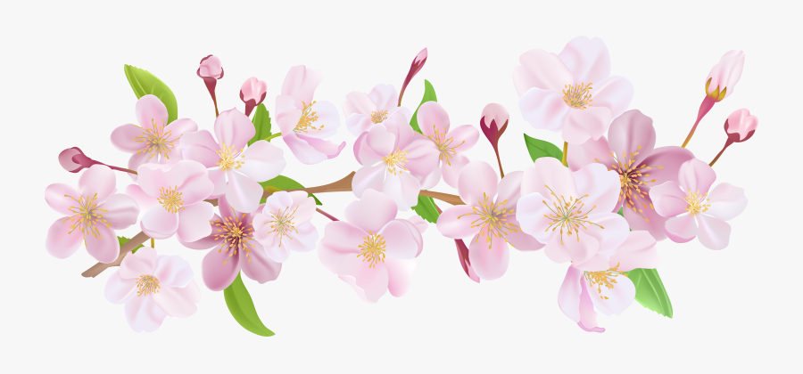 Cherry Blossom Spring Branch Png Clip Art - Clipart Cherry Blossoms Png ...