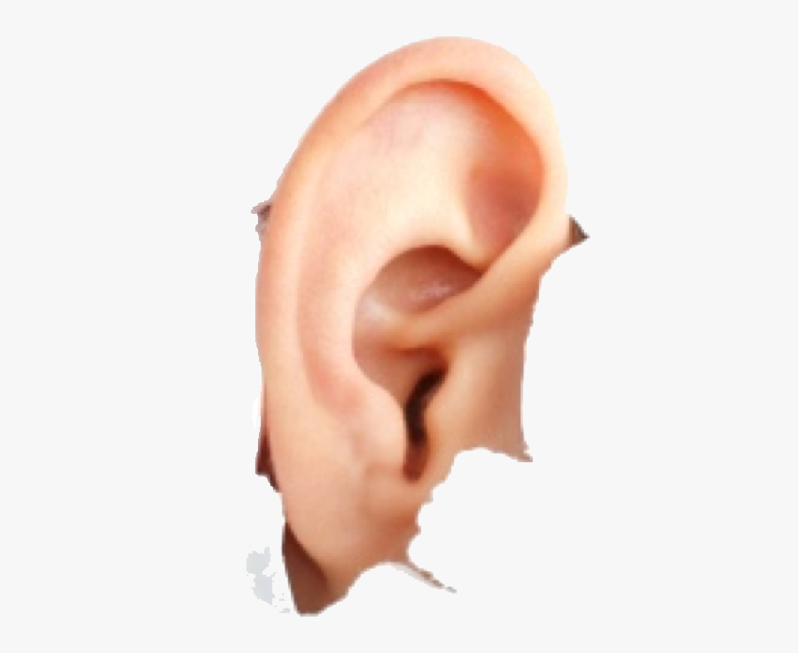 Clip Art Pictures Of A Human Ear - Transparent Background Ear Png ...