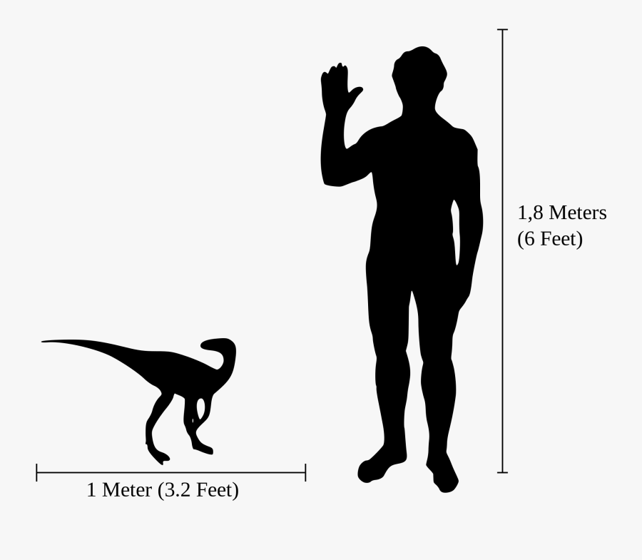 File - Human - Flamingo Compared To Human , Free Transparent Clipart ...