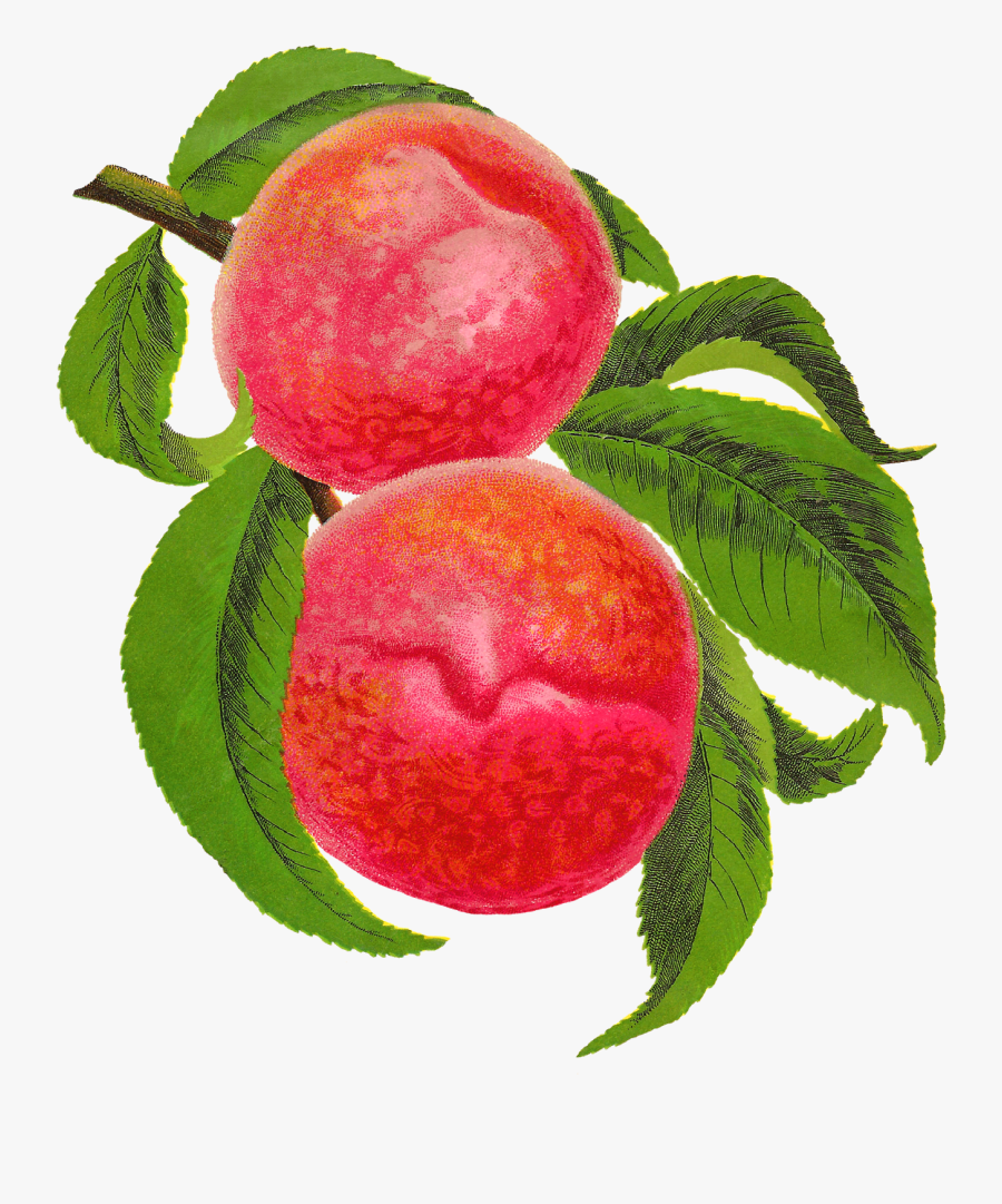 Berry , Free Transparent Clipart - ClipartKey