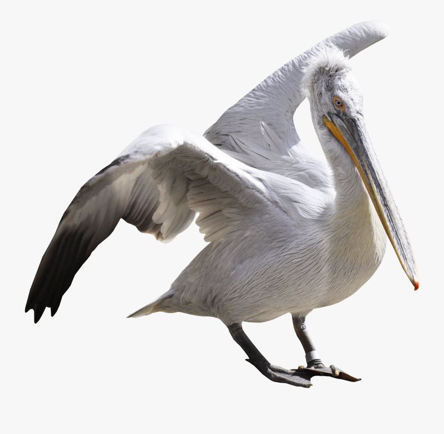 Pelican Png - Pelican Transparent Background , Free Transparent Clipart ...
