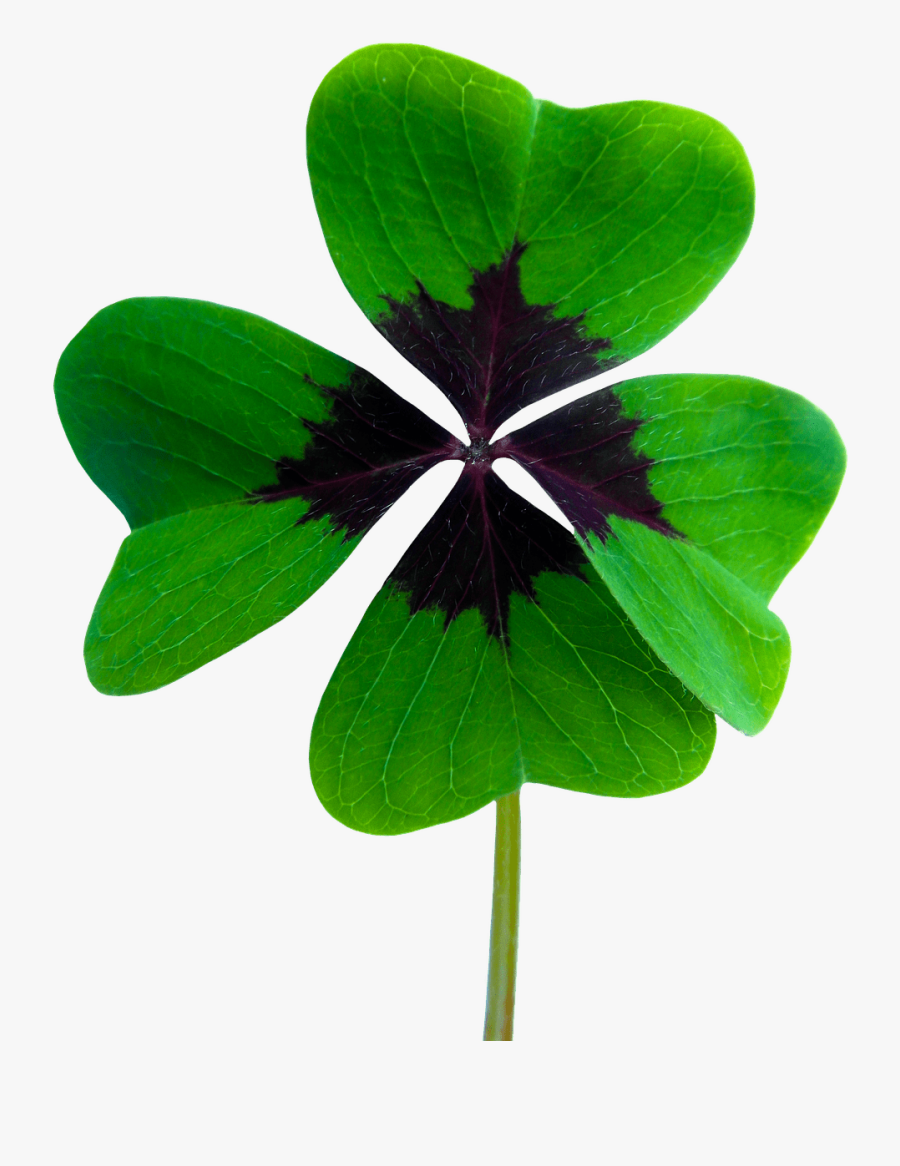 Symbol Good Luck Shamrock - Trebol De La Suerte Png , Free Transparent ...