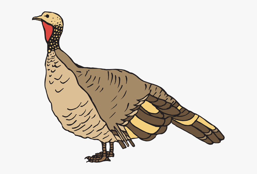 Wild Turkey Clip Art - Eastern Wild Turkey Clip Art , Free Transparent ...