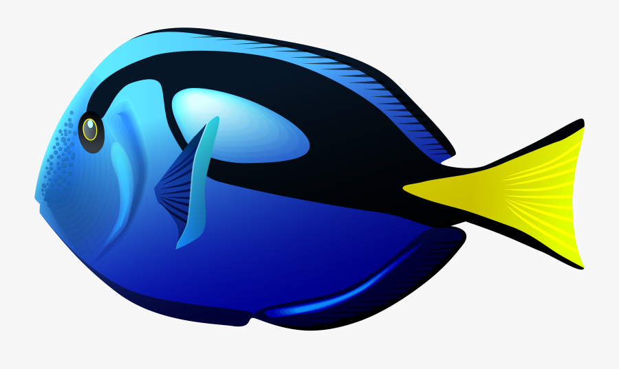 Blue Tang Fish Png Clipart - Blue Tang Fish Clipart , Free Transparent ...