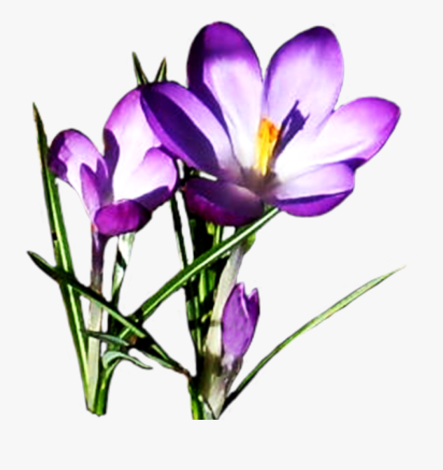 Spring Clipart Flower Plant - Spring Clipart , Free Transparent Clipart ...