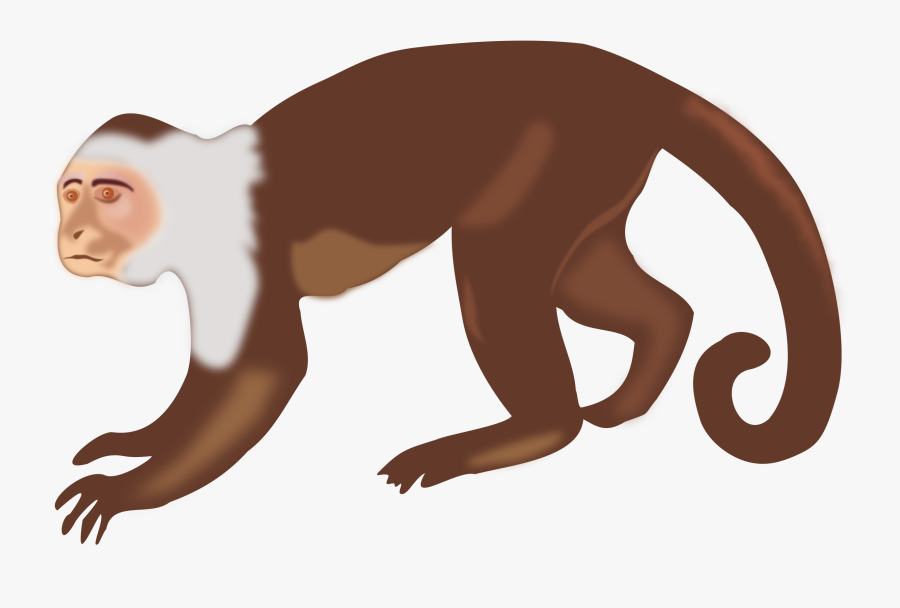 Capuchin Monkey Clip Art , Free Transparent Clipart - ClipartKey
