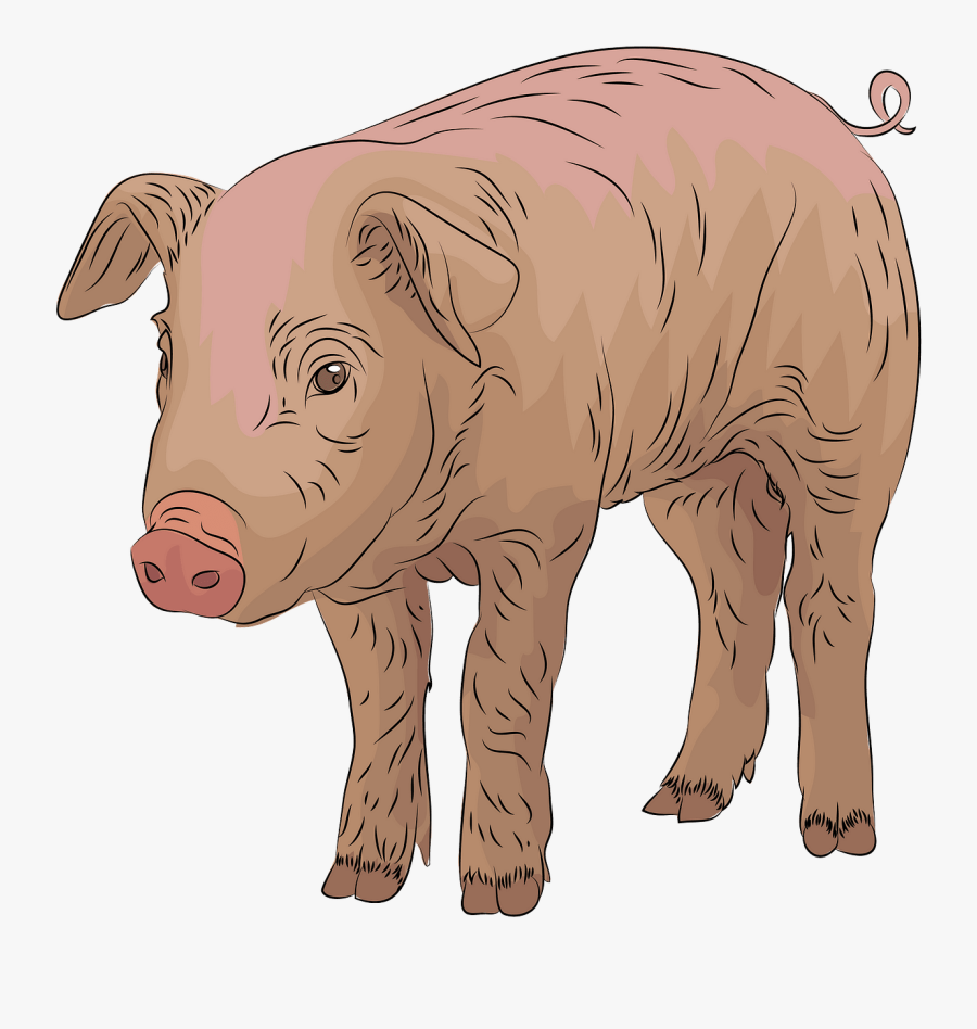 Domestic Pig , Free Transparent Clipart - ClipartKey