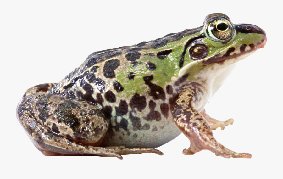 Side View Of A Frog , Free Transparent Clipart - ClipartKey