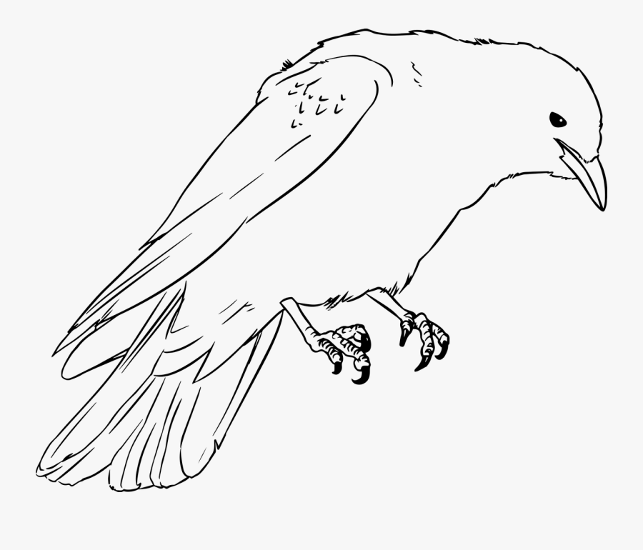 Jackdaw Crow Drawing Free Picture - Kawka Rysunek , Free Transparent ...