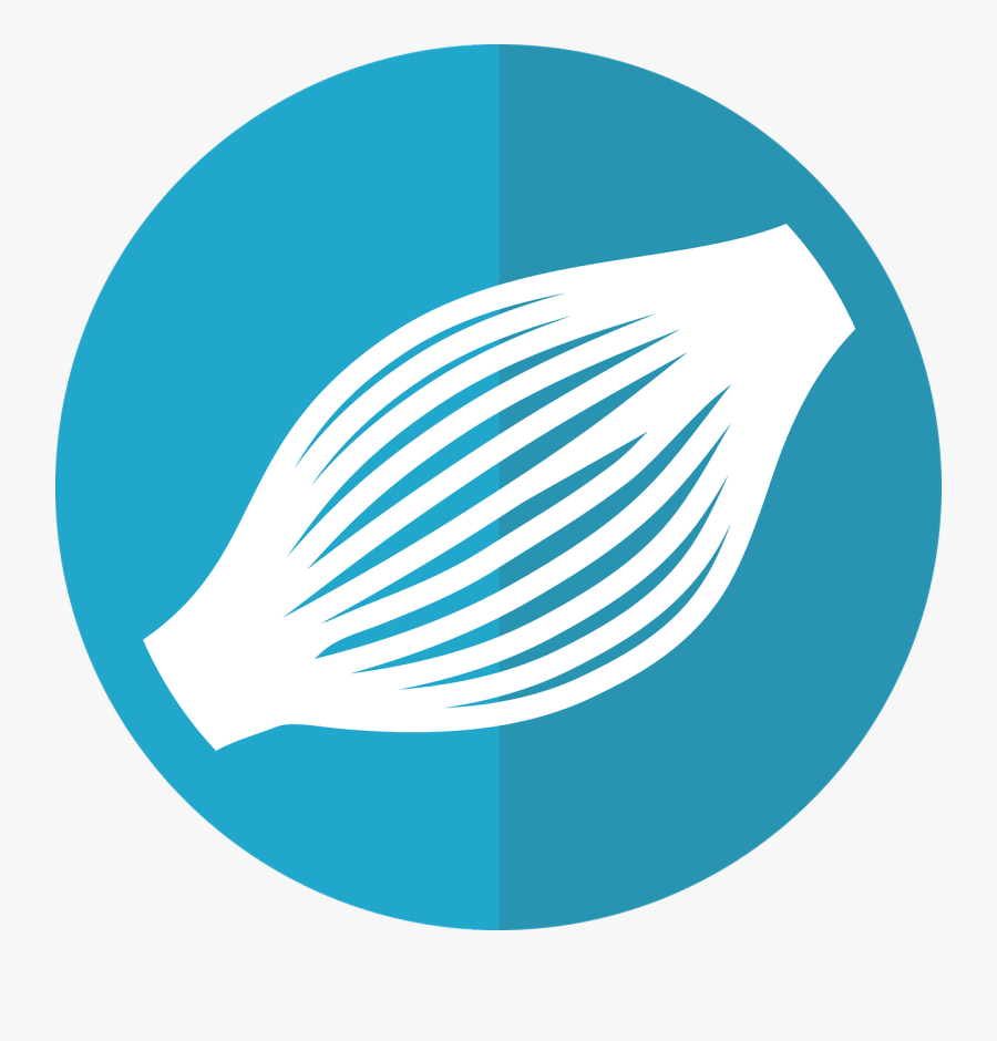 Muscle Icon Muscle Anatomy Free Picture - Skeletal Muscle Icon , Free ...