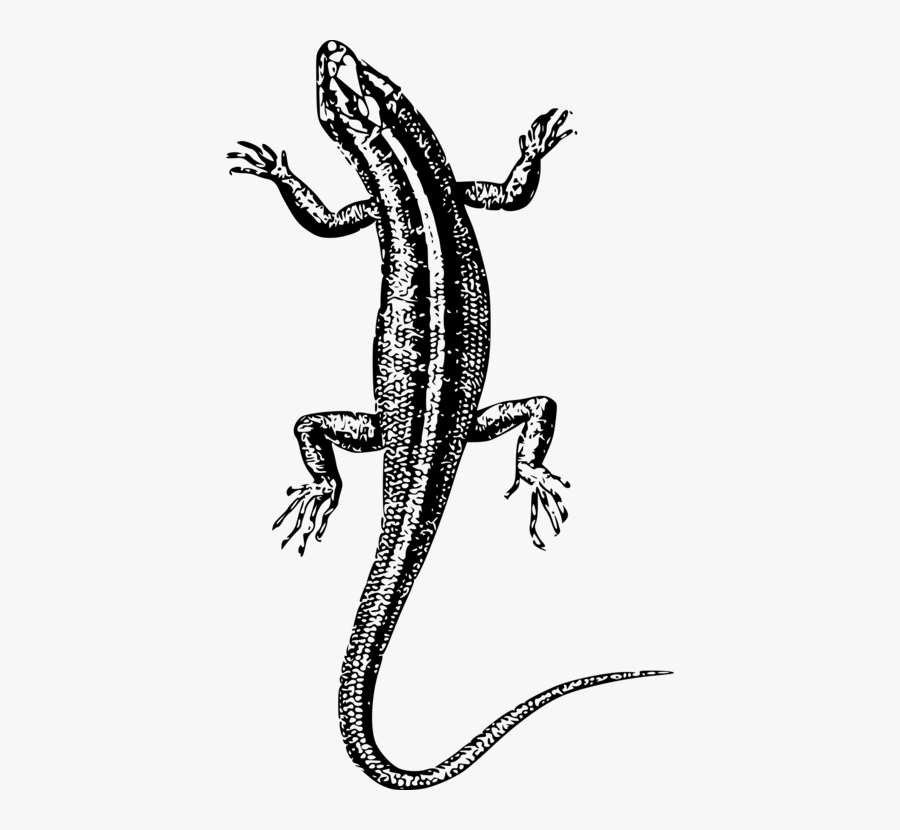 Line Art,reptile,wildlife - Wall Lizard , Free Transparent Clipart ...