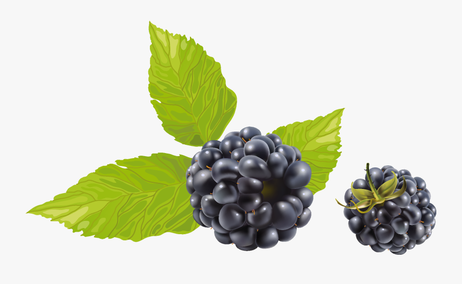 Black Berries Cliparts - Clip Art Raspberry Blackberry , Free ...
