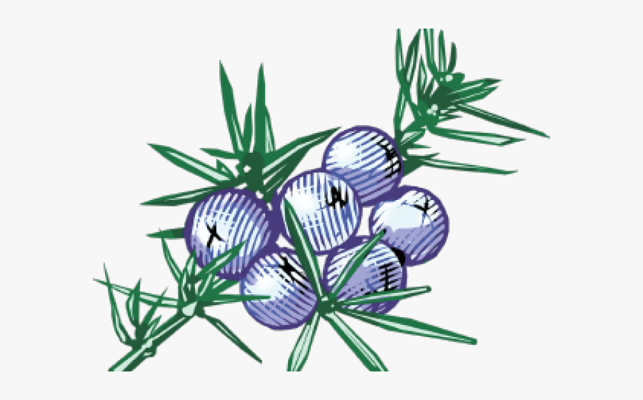 Juniper Berries Draw Png , Free Transparent Clipart - ClipartKey