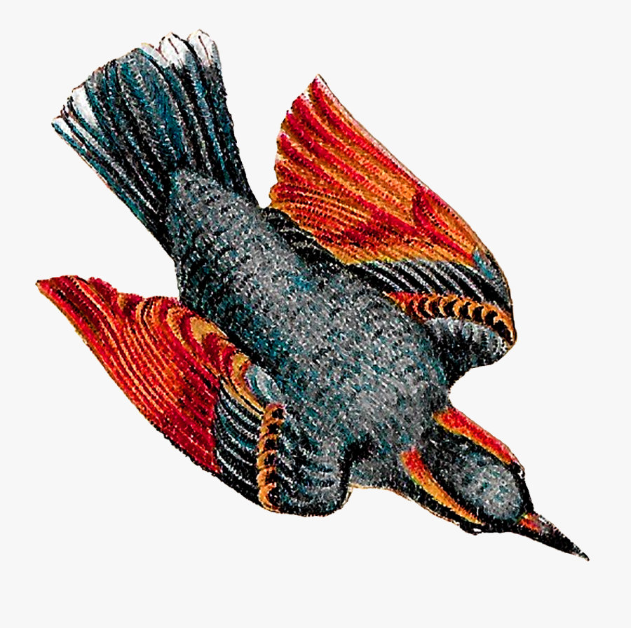 Turkey With Feathers Flying Clipart - Vintage Animal Illustrations Png ...